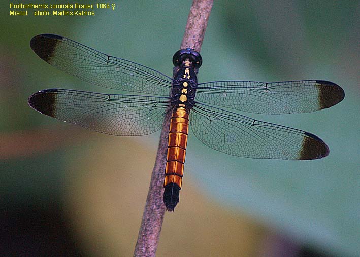 dragonfly | Project Noah